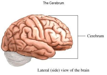 How our Brain Works copy1 on emaze