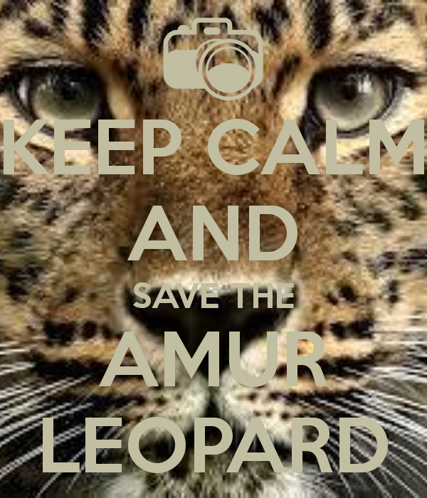 amur leo pard at emaze Presentation