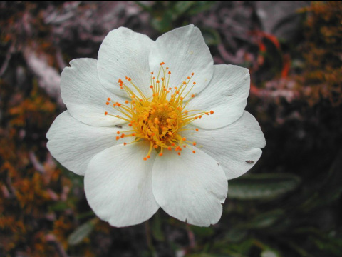 Flower Of The Northwest Territories | Best Flower Site