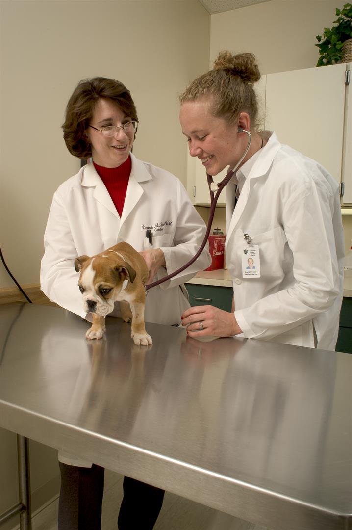 Veterinary Technology at emaze Presentation