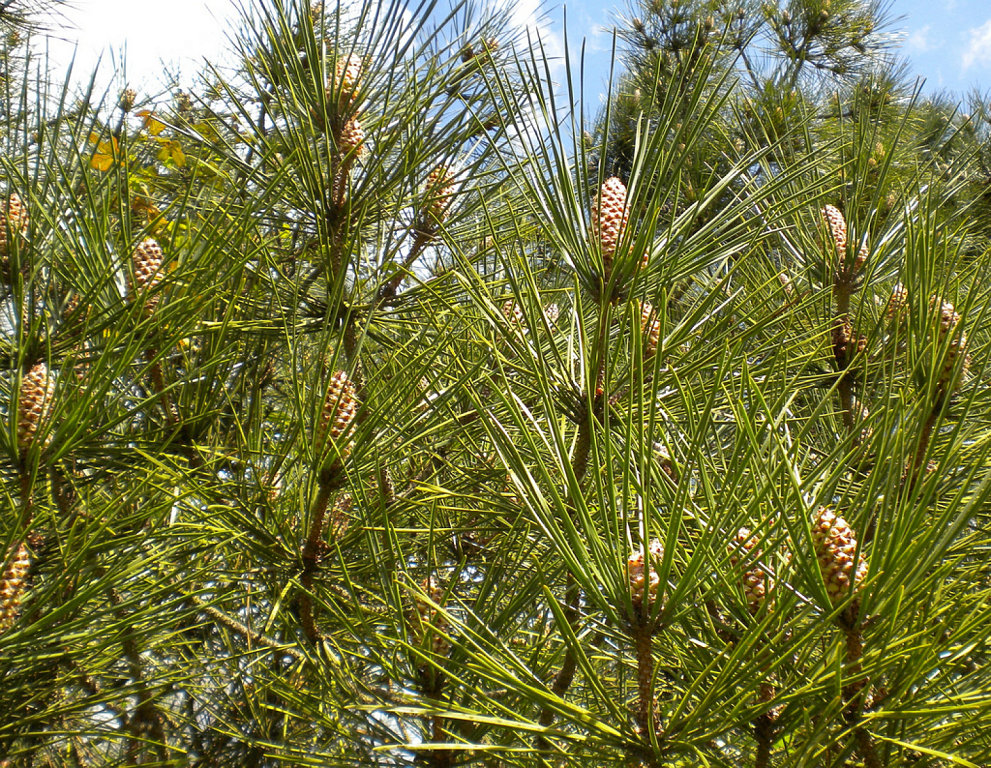 PLANTAS GIMNOSPERMAS on emaze