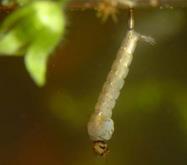 Vode stajaćice i živi svijet u njima on emaze