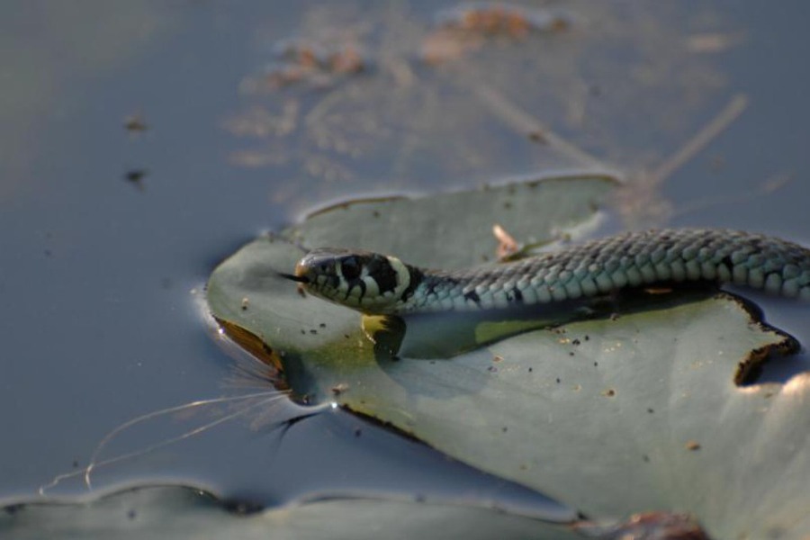 Vode stajaćice i živi svijet u njima on emaze