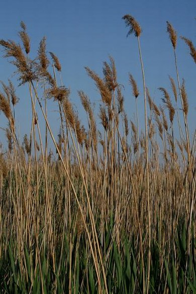 Vode stajaćice i živi svijet u njima on emaze