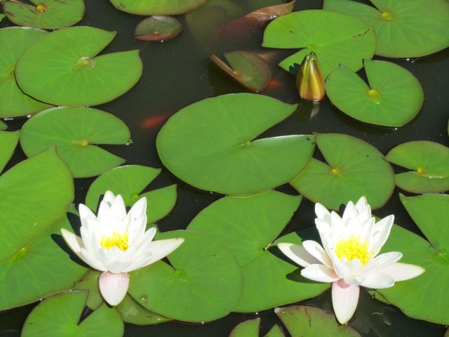 Vode stajaćice i živi svijet u njima on emaze