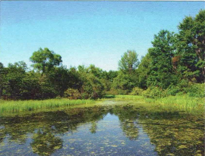 Vode stajaćice i živi svijet u njima on emaze
