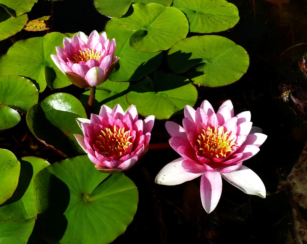 Vode stajaćice i živi svijet u njima on emaze