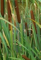 Vode stajaćice i živi svijet u njima on emaze