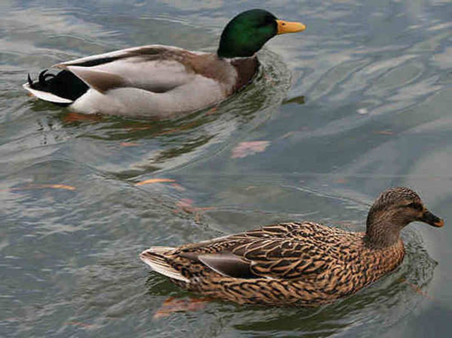 Vode stajaćice i živi svijet u njima on emaze