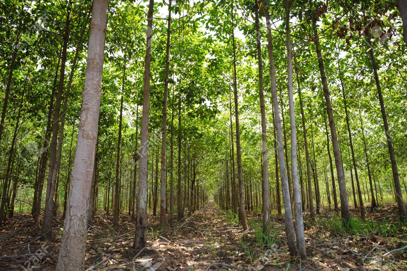Clima Quente - Tropical Húmido on emaze