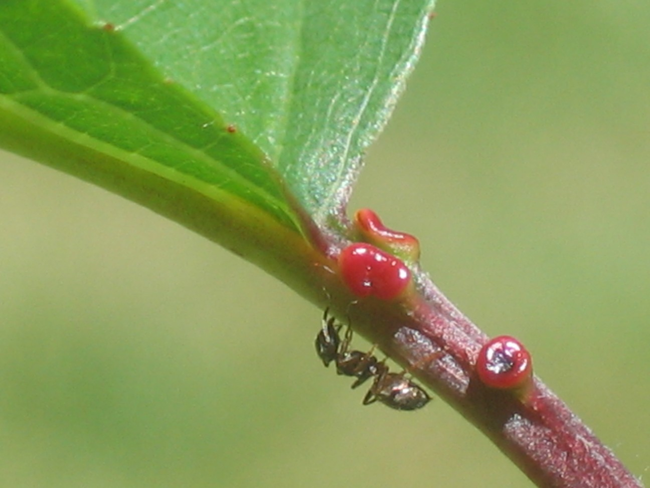 Los tejidos secretores de las plantas at emaze Presentation