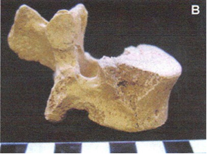 Narrabeen Man at emaze Presentation