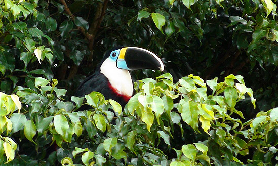 Biomas del Ecuador on emaze