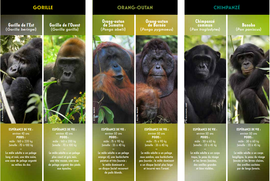 Grandssinges94 on emaze