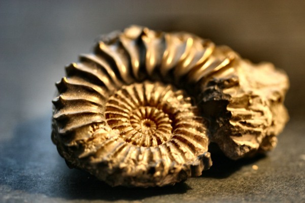 Die FossilienVon Tim on emaze