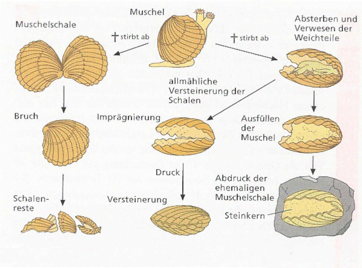 Die FossilienVon Tim at emaze Presentation
