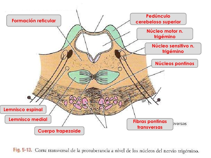 Protuberancia on emaze