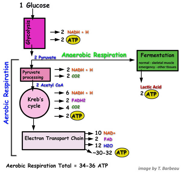 Cellular Respiration on emaze