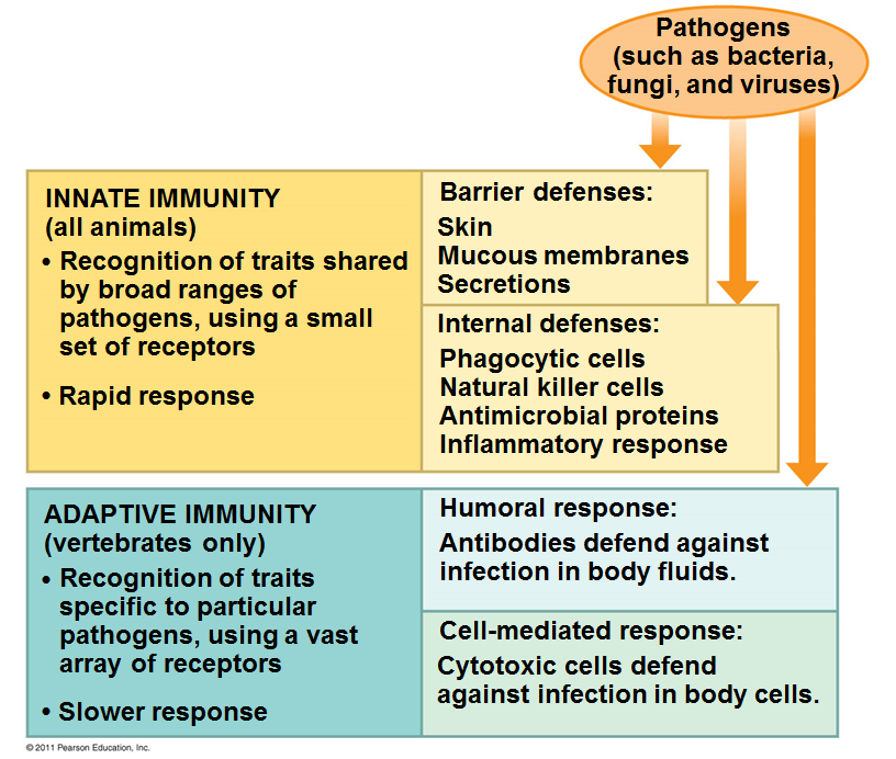 Innate Vs Adaptive On Emaze