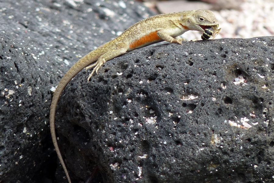 Lava Lizards on emaze