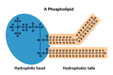Cell Project #13 at emaze Presentation