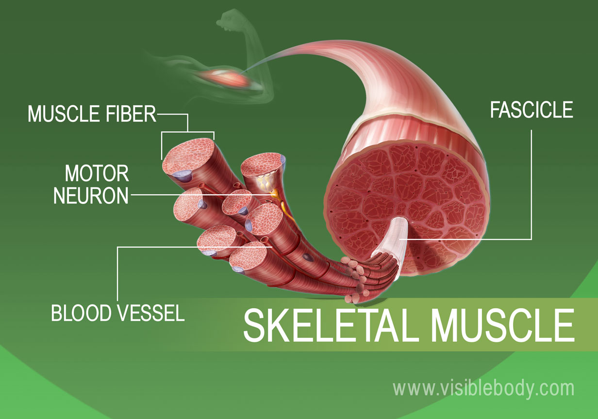 all-aboutmuscles-on-emaze