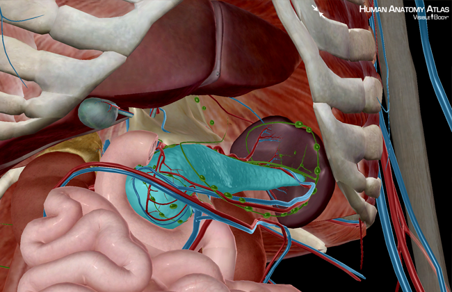 Anatomia expo on emaze
