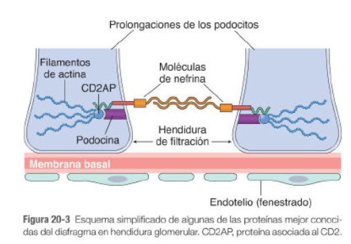 Glomerulopatias on emaze