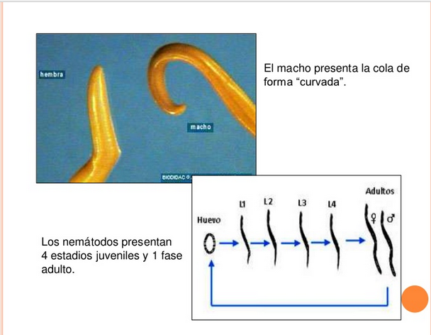 FSS Lesson 2 The Microworld copy1 on emaze