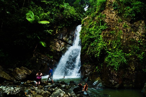The Dain tree rain forest at emaze Presentation