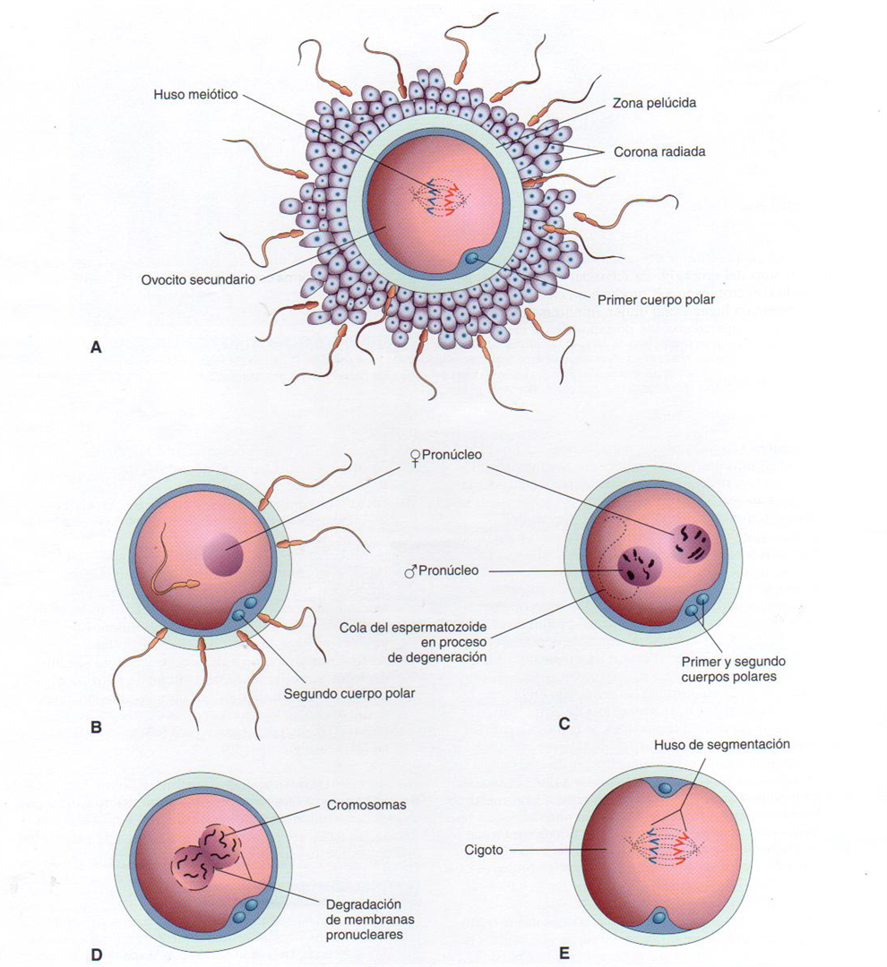 EMBRIOLOGIA SN copy1 on emaze