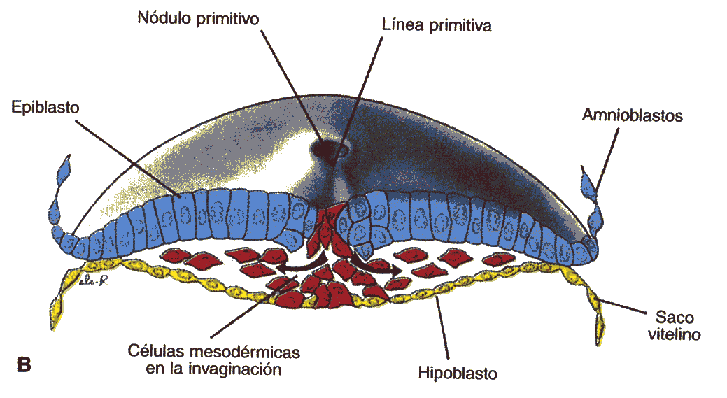 EMBRIOLOGIA SN copy1 on emaze
