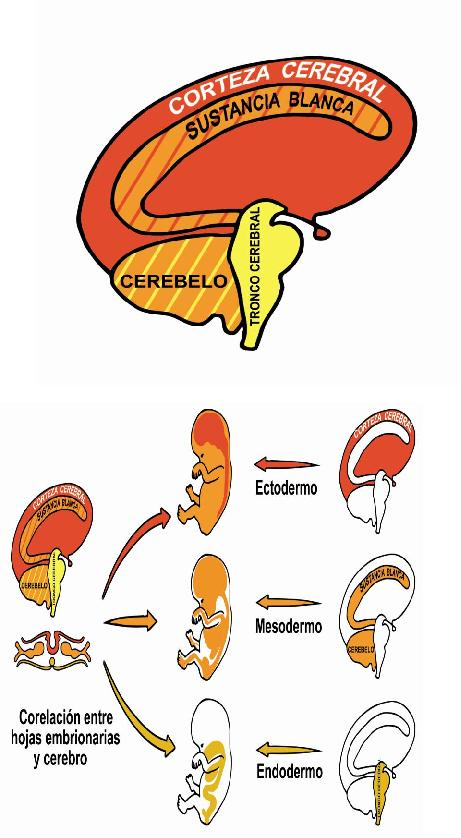 EMBRIOLOGIA SN copy1 on emaze