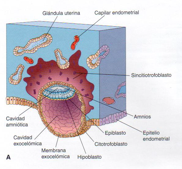 EMBRIOLOGIA SN copy1 on emaze
