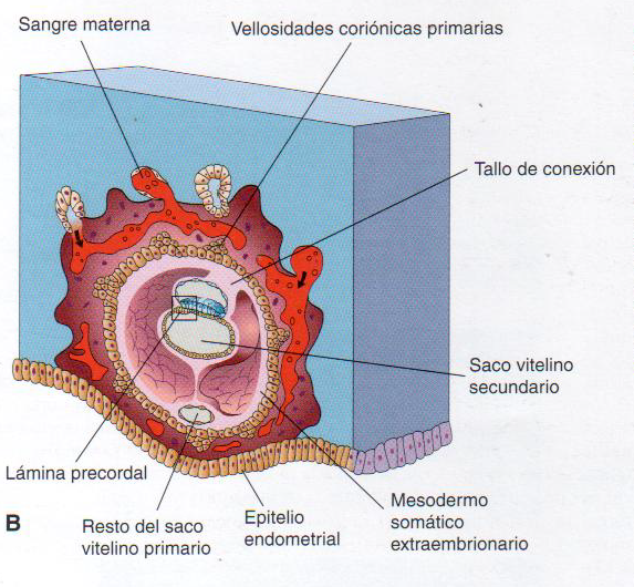 EMBRIOLOGIA SN copy1 on emaze