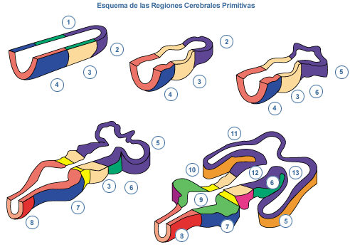 EMBRIOLOGIA SN copy1 on emaze