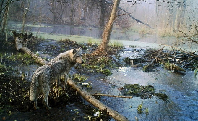 Chernobyl News Story on emaze