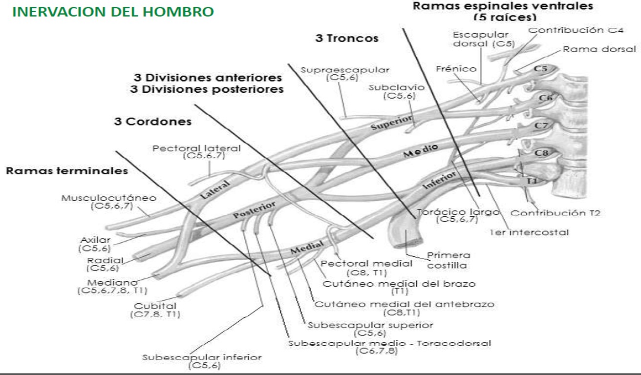MIEMBRO SUPERIOR on emaze