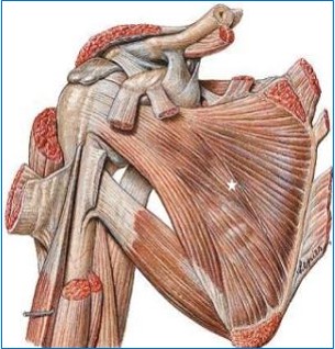 MIEMBRO SUPERIOR on emaze