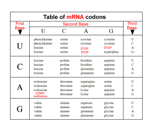 RNA and protein synthesis.pptx on emaze