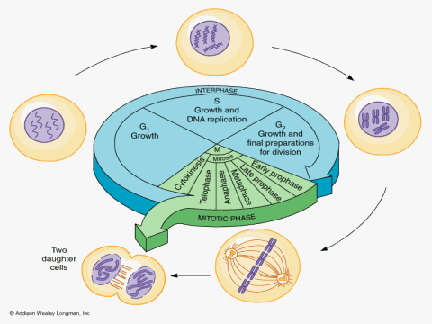 The Cell Cycle.pptx on emaze