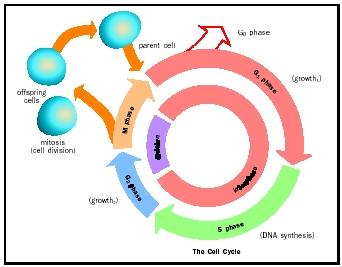 The Cell Cycle.pptx on emaze