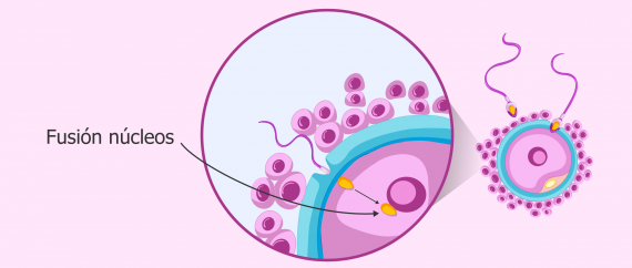 Embriología: on emaze