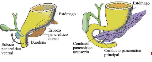 Sistema DIGESTIVO on emaze