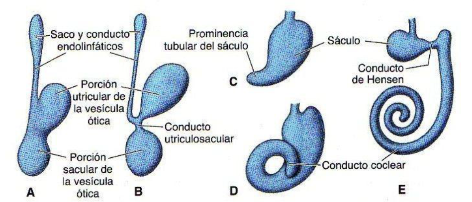 Conducto coclear; Ductus Cochlearis; Rampa Media; Escala Media