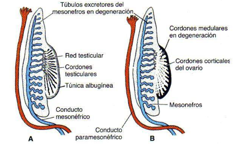 aparato urogenital on emaze