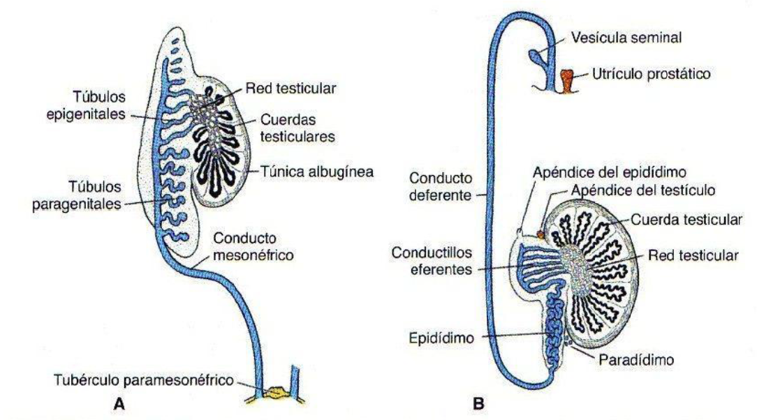 aparato urogenital on emaze