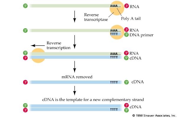 DNA Complementar on emaze