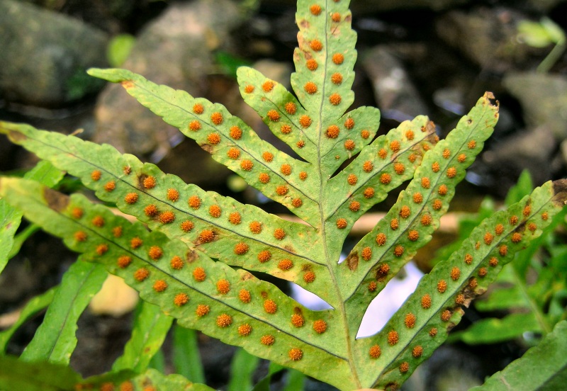 LE PIANTE powerpoint.pptx on emaze