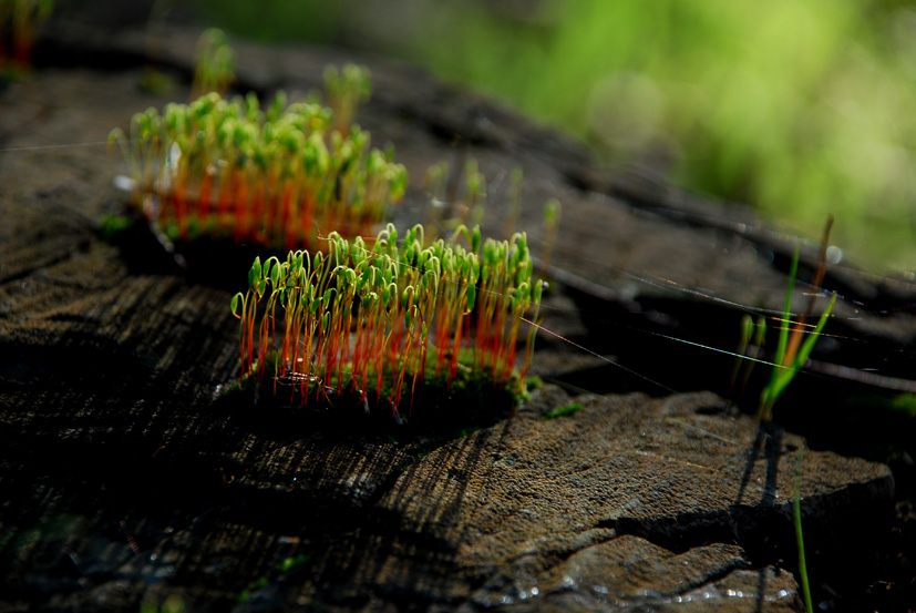 LE PIANTE powerpoint.pptx on emaze